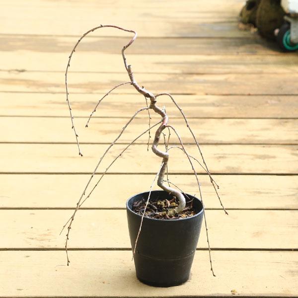 樹種：しだれ富士桜撮影日：12月　お花：4月　*数量物商品となりますので、樹形は多少異なります。サイズ　樹高：約50ｃｍ　ポット径：15ｃｍ