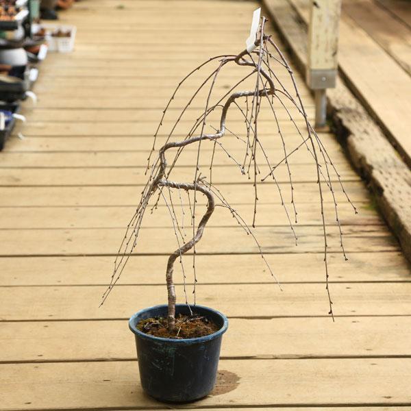 樹種：しだれ富士桜撮影日：2月　お花：4月　*数量物商品となりますので、樹形は多少異なります。サイズ　樹高：約60ｃｍ　ポット径：18ｃｍ