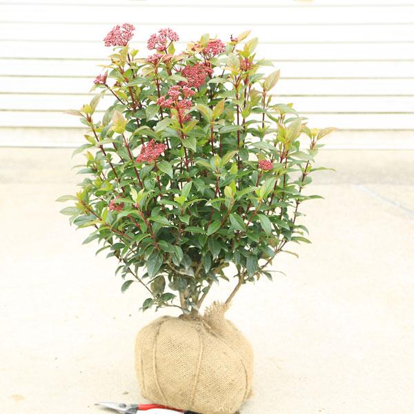 蕾はピンクで、小さな白い集合花を咲かせます。秋の実はブルーでたいへん魅力的で、実つきのよい品種です。スイカズラ科ガマズミ属の耐寒性常緑低木撮影日：2月　＊数量ものの為、写真と形状、鉢色が異なる場合がございます。＊季節により状態はことなります...