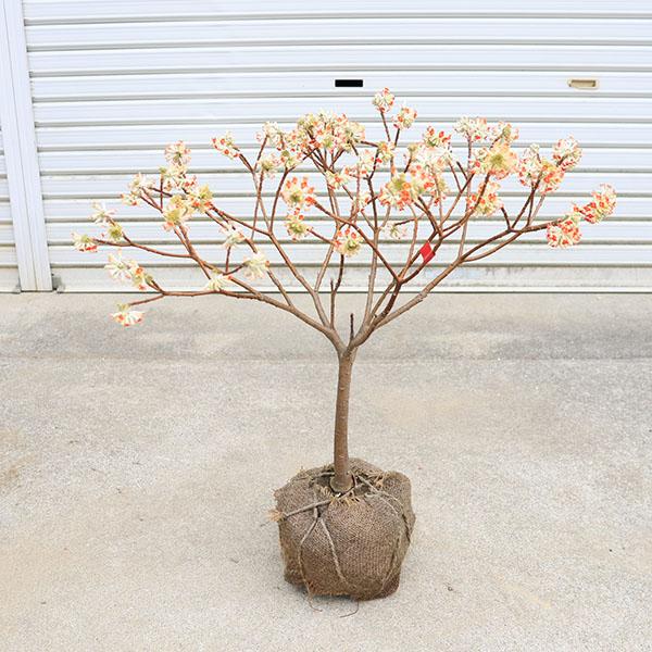 落葉低木樹撮影日：3月　＊数量物商品となりますので、枝振りなどは異なる場合がございます。＊根巻もしくはポットでのお届けとなります。＊季節により状態は異なります。サイズ根巻：約20ｃｍ　樹高：約50ｃｍ　幅：50ｃｍ(撮影時)置き場所：日当た...