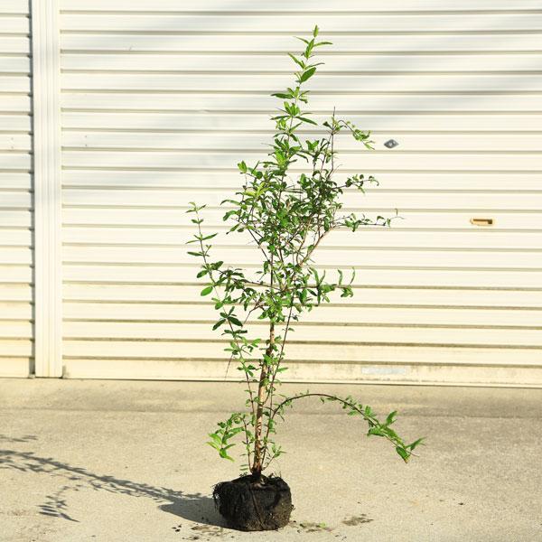 落葉中木。6月の誕生木です。初夏にオレンジ色の花が咲きます。花後に大きな実がなりますので、もちろん食べることができます。暑さ・病害虫に強く、和風・洋風そちらのお庭にも似合います。種がたくさんあることから「子宝の象徴」として縁起がよいとされて...