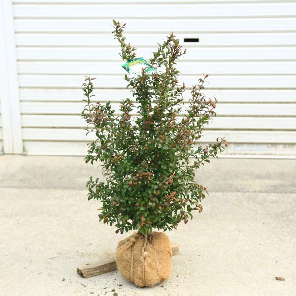 フトモモ科　ギンバイカ属撮影日：11月　＊数量物商品となりますので、写真は若干形状、枝振りなどは異なる場合がございます。＊画像は根巻ですがポットに植えてのお届けとなる場合がございます。季節により状態は異なります。サイズ根巻き：約28ｃｍ　樹...