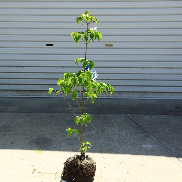 撮影日：4月＊数量ものの為、写真と形状が異なる場合がございます。＊季節により状態は異なります。サイズ根巻：25ｃｍ　樹高：110ｃｍ(撮影時)排水と日当たりのよい場所に植えてください。土の表面が乾いたらたっぷりと水を与えるようにしましょう。