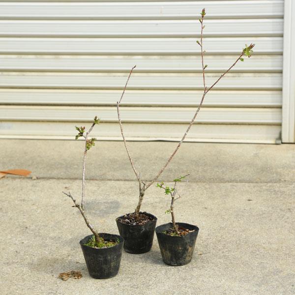 緑桜＋御車返し＋おしどり撮影日：4月＊数量ものの為、写真と形状が異なる場合がございます。＊季節により状態は異なります。ポットの材質などは予告なく変更される場合がございます。サイズ緑桜　ポット：約11ｃｍ　樹高：約30ｃｍ御車返し　ポット：約...