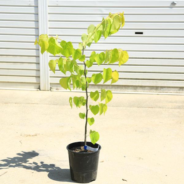 庭木：アメリカハナズオウ（ハートオブゴールド）＊数量ものの為、写真と形状が異なる場合がございます。＊季節により状態は異なります。ポットの材質などは予告なく変更される場合がございます。サイズ鉢径：約21ｃｍ　樹高：80ｃｍ　幅：40ｃｍ