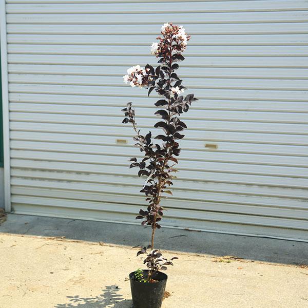 さるすべり（百日紅）ブラックパールホワイトブラックパールシリーズは黒い光沢のある葉が特徴です。サルスベリの中でも異彩を放つ新品種です。撮影日：8月＊数量物商品となりますので、写真とは枝振りが多少異なります。＊花後はある程度枝先を剪定してのお...