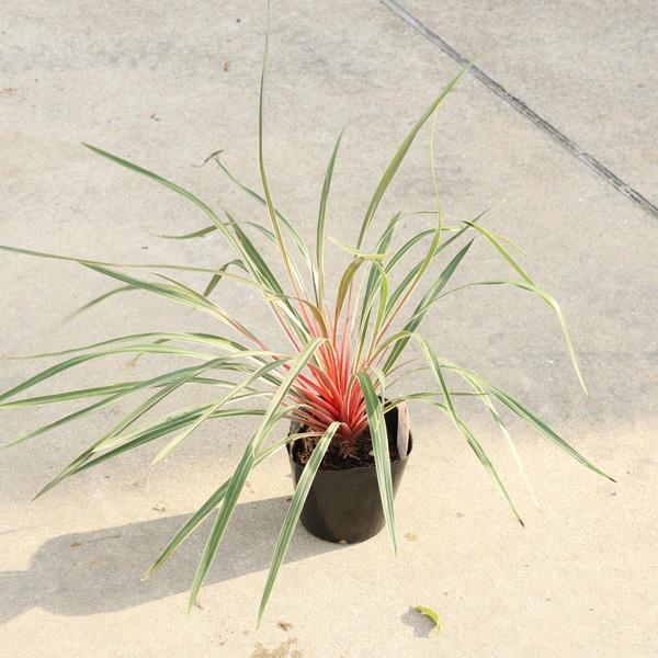 緑色、白色、葉の付け根には桃色がはいるトリカラーのエキゾチックな品種です。耐寒性が強い品種で関東以南であれば、地植えも可能です。撮影日：11月　サイズ・・・ポット：約15ｃｍ　樹高：約60ｃｍ　幅：約40ｃｍ(撮影時葉先まで)※露地栽培のた...