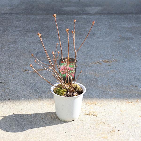 撮影日：2月＊数量ものの為、写真と形状が異なる場合がございます。＊季節により状態は異なります。サイズポット：12ｃｍ　樹高：30ｃｍ　幅：15ｃｍ(撮影時)直射日光を避けた明るい日陰を好みます。排水性の良い土にしてあげて下さい。土の表面が乾...