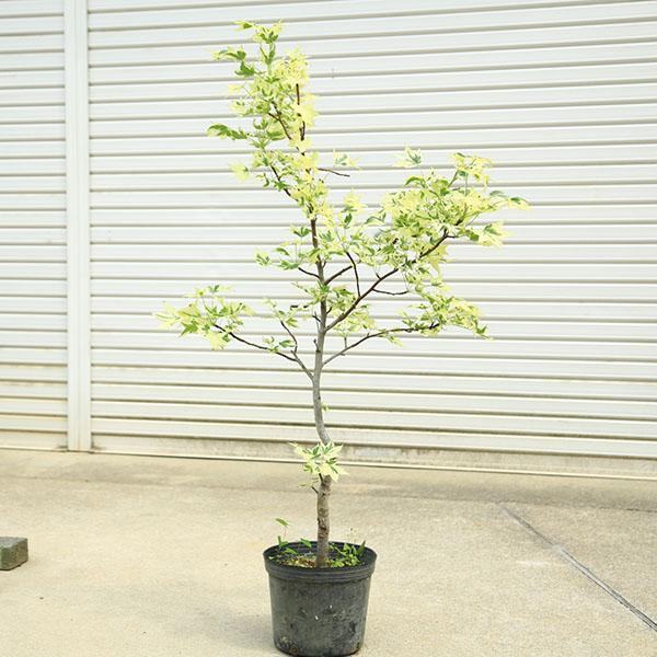 マンサク科　フウ属　耐寒性落葉高木撮影日：5月　モミジに似た葉が特徴で秋にはきれいに色づきます。＊写真の現品商品のお届けとなります。＊季節により状態は異なります。サイズ鉢径：約24ｃｍ　樹高：約100ｃｍ(撮影時)置き場所：日当たりのよい場...