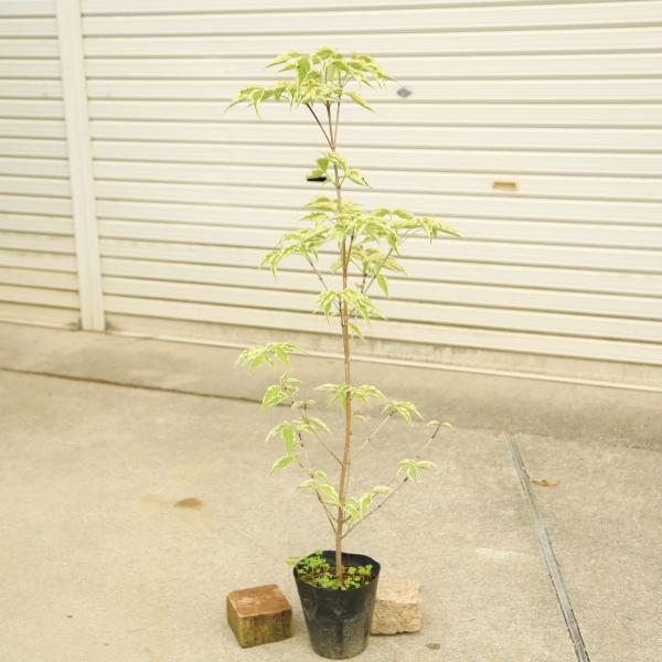 撮影日：3月＊数量ものの為、写真と形状が異なる場合がございます。＊季節により状態は異なります。サイズポット：15ｃｍ　樹高：90ｃｍ(撮影時)排水と日当たりのよい場所に植えてください。土の表面が乾いたらたっぷりと水を与えるようにしましょう。