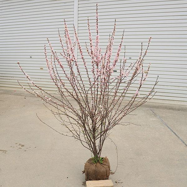 バラ科　落葉低木３―４月に長く伸びた枝に梅に似たピンク色の小ぶりで可愛い花が密集してつきます。 花後には赤い実がなります。撮影日：4月＊数量ものの為、写真と形状が異なる場合がございます。＊ポット植えでのお届けとなる場合がございます。サイズ根...