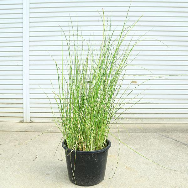 抽水植物：シマフトイ撮影日：6月＊数量物商品となりますので、写真とは若干形状は異なる場合がございます。＊バケツポットでのお届けとなります。＊季節により苗の状態は異なります。春から梅雨時期には縞模様が入り、夏には縞模様が消えます。＊北海道・沖...