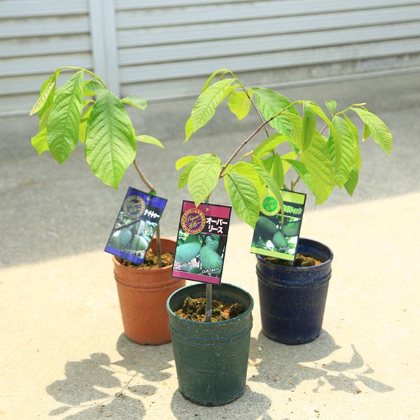 ポポー　各種撮影日：5月＊数量物商品となりますので、枝振りなどは多少異なります。＊季節により状態は異なります。サイズ鉢径：約15ｃｍ　樹高：30ｃｍ　