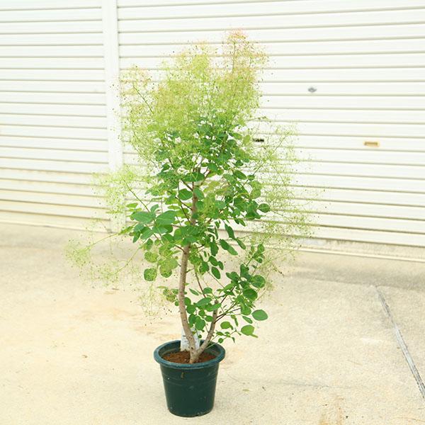 緑葉、赤花のスモークツリーです。耐寒性が強く育てやす花付きがよいので、初心者にもお勧めです。ウルシ科　ハグマノキ属撮影日：6月　＊写真の現品商品のお届けとなります。＊ポットの材質やサイズは変更となる場合がございます。＊季節により状態は異なり...