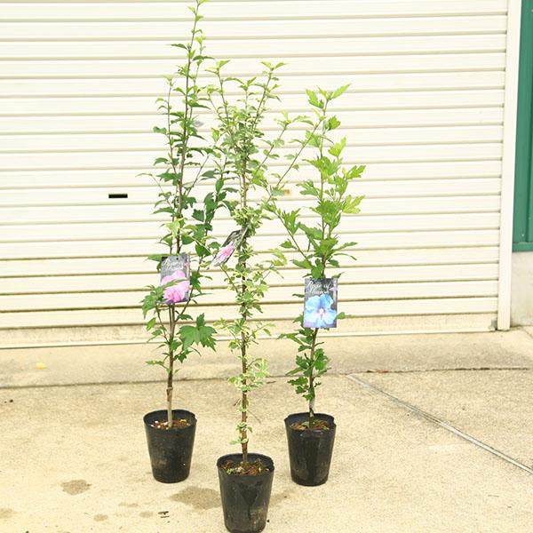 落葉低木樹。ハイビスカスの仲間で初夏から秋にかけて断続的に長くお花を咲かせます。<br />夏のよく乾燥にもよく耐え、強健な樹種ですので、庭木や街路樹として良く利用されたり、茶花としても有名です。撮影日：6月＊数量ものの為、写真...