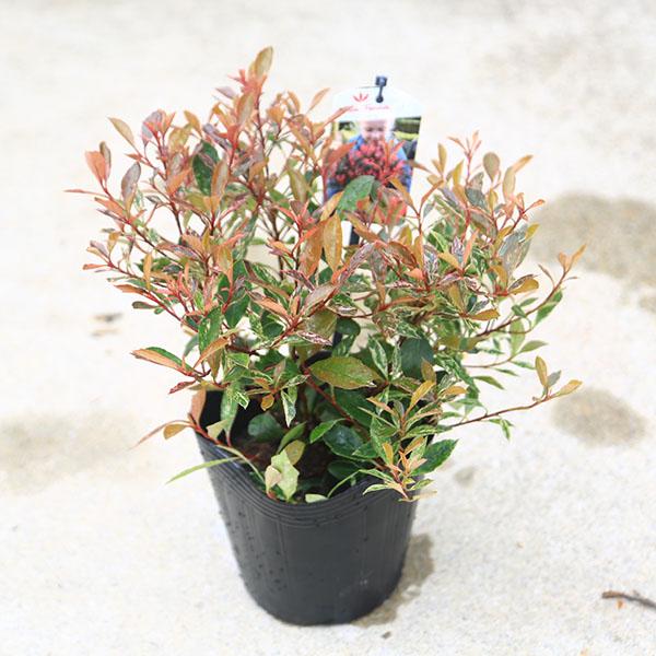 刈り込みにもよく耐える育てやすいベニカナメの矮性品種です。大きくなっても高さが１ｍほどにしかなりません。リトルフェンナは新芽は斑入り桃色で古葉は濃い緑色、全体としてシックな色合いになります。鉢植えやお庭のワンポイントにも最適な樹種です。常緑...