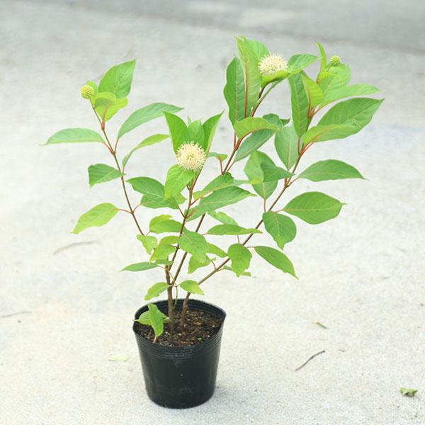 セファランサス撮影日：7月＊数量ものの為、写真と形状が異なる場合がございます。＊季節により状態は異なります。ポットの材質などは予告なく変更される場合がございます。サイズポット：約12ｃｍ　樹高：約30ｃｍ　幅：約30ｃｍ