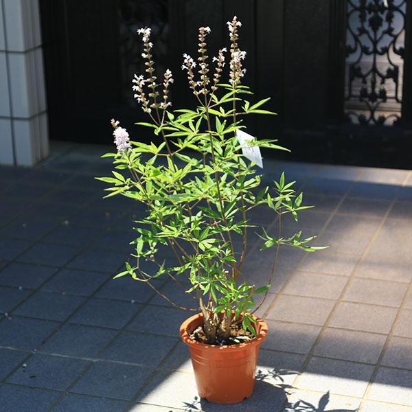 落葉低木樹。7-9月ごろ開花。夏に小花が穂になって咲きます。葉の形も切れ長ですっきりとした印象になります。撮影日：3月　＊数量物商品となりますので、樹形は一つ一つ多少異なります。＊季節により状態は異なります。サイズ鉢径：約15ｍ　樹高：約3...