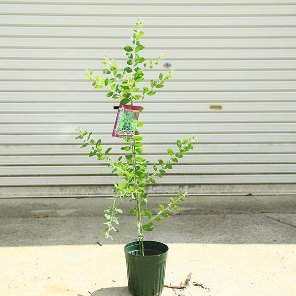 常緑高木。3-6月に黄色の花が咲きます。<br />ユーカリのような銀白色の丸葉をもったアカシアです。独特な葉の色をしている為お庭のアクセントに最適です。<br />マメ科　アカシア属　常緑高木撮影日：9月　＊ポット...