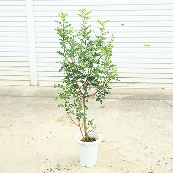 科目：ウルシ科／属名：ピスタチオ属／別名：マスティックツリー／常緑低木／耐寒温度約-5℃（環境・生育状況により変わります）撮影日：10月　日本でも有名なピスタチオの仲間です。関東以西であれば地植えもできます。丸くてつやのある整った葉をしてい...