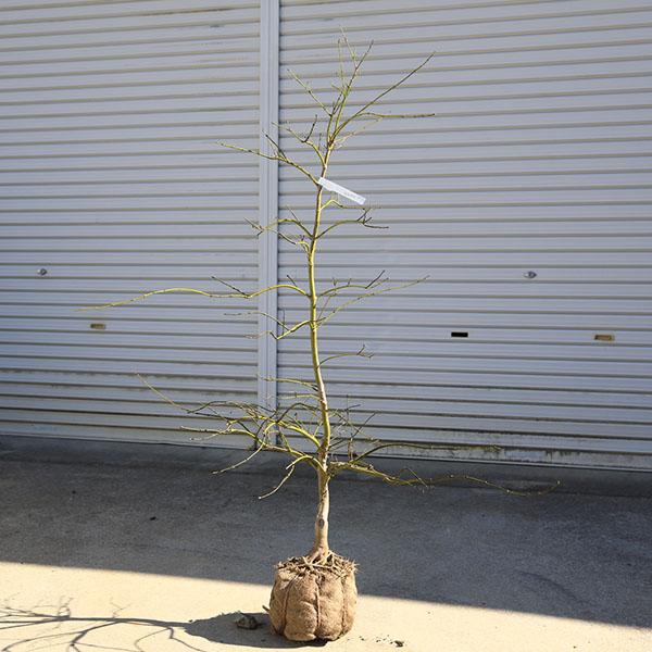 撮影日：10月＊写真の現品商品のお届けとなります。＊季節により状態は異なります。ポットの材質などは予告なく変更される場合がございます。サイズ鉢径：約21ｃｍ　樹高：約120ｃｍ　幅：約60ｃｍ・置き場所基本的に屋外です。・水やり土の表面が乾...