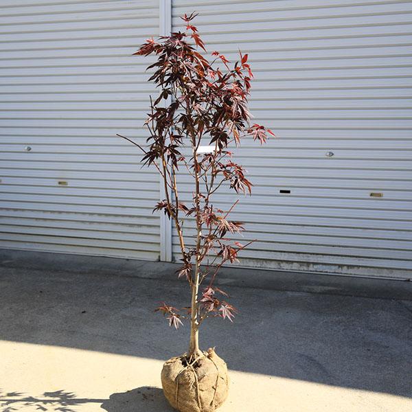 撮影日：10月＊写真の現品商品のお届けとなります。＊季節により状態は異なります。ポットでのお届けとなる場合がございます。＊北海道・沖縄県・離島への配送はできません。サイズ根巻：約21ｃｍ　樹高：約120ｃｍ　幅：約60ｃｍ・置き場所基本的に...