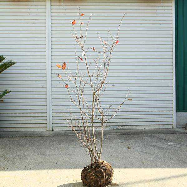 庭木：ナツハゼ撮影日：11月　＊写真の現品商品となります。＊大型配送のため代金引換でのお支払い、配達時間のご指定ができません。＊北海道、沖縄、離島への配送はできません。ご了承ください。＊季節により状態は異なります。サイズ根巻：約34ｃｍ　樹...