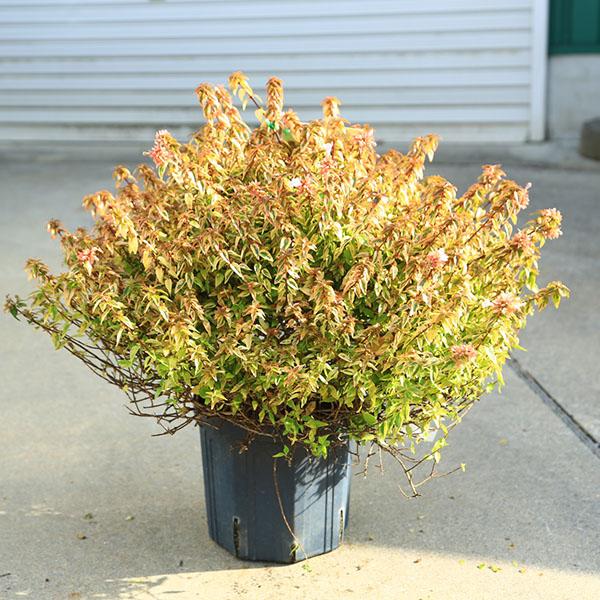 庭木苗・植木苗：アベリア（カレイドスコープ）撮影日：11月＊写真の現品限りとなります。＊季節により状態は異なります。ポットの材質などは予告なく変更される場合がございます。＊北海道・沖縄県・離島への配送はできません。サイズポット：約21ｃｍ　...