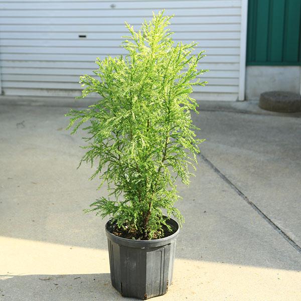 樹種：ホタルスギ柔かい枝で新芽先端が白くなり、涼やかな葉色を楽しめる美しい品種。夏秋には緑色になります。剪定しなくても樹形が整いますので、手入れが簡単です。撮影日：11月　＊数量物商品となりますので、写真とは若干樹形が異なる場合がございます...