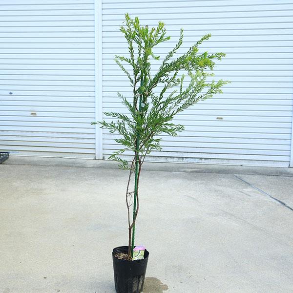 常緑高木。初春にクリーム色に近い黄色のポンポン咲きのお花が咲きます。成長が遅く、大きくなりにく矮性品種で、近年人気が高い品種です。マメ科　アカシア属　常緑高木撮影日：11月　＊ポットでのお届けとなります。ポットの大きさ材質などは変更となる場...