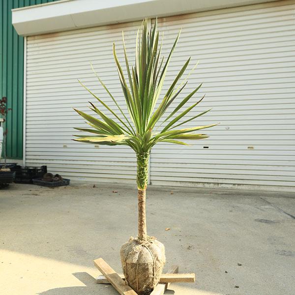 緑葉の中に銅色が混じる美しい色合いのコルジリネです。耐寒性があり育てすいのが特徴です。<br />撮影日：10月　サイズ・・・根巻：約30ｃｍ　樹高：約120ｃｍ　幅：約80ｃｍ(撮影時葉先まで)※露地栽培のため育成段階や風で葉...