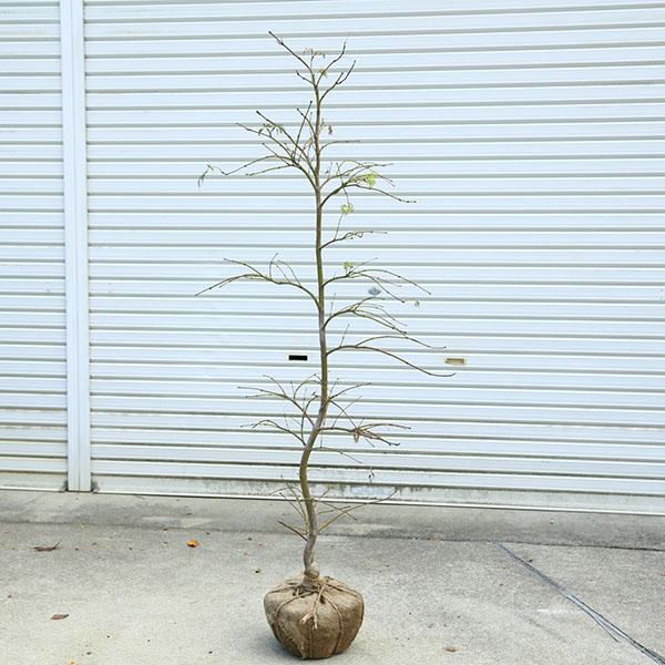 撮影日：11月＊数量物商品となりますので、写真とは若干樹形など異なる場合がございます。＊季節により状態は異なります。＊夏の暑さにより、葉先が焼けてしまっていることがございます。樹木健康上は問題ないレベルですので、ご了承のほどよろしくお願いい...