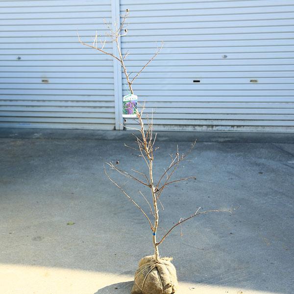 さるすべり（百日紅）撮影日：11月＊数量物商品となりますので、樹形は多少異なる場合がございます。＊花後はある程度枝先を剪定してのお届けとなります。＊季節により状態は異なります。サイズ根巻：約23ｃｍ　樹高：約100-140ｃｍ　幅：約50ｃ...