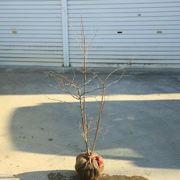 庭木：ナツハゼ撮影日：11月　＊写真の現品商品となります。＊季節により状態は異なります。サイズ根巻：約21ｃｍ　樹高：100ｃｍ　全高：110ｃｍ