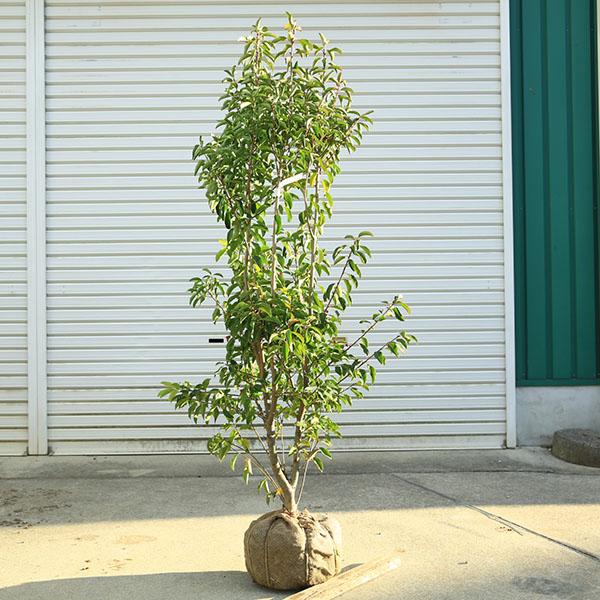 樹種：ソヨゴ撮影日：12月常緑高木樹風に吹かれて葉が擦れ合うときに特徴的な音がする樹木です。シンボルツリーとしてオススメです。 雌雄異株で秋に赤い実をつけます。ちなみに雌木だけでも実をつけます。株立ちではなく単木で太さと幅がある珍しい樹形で...