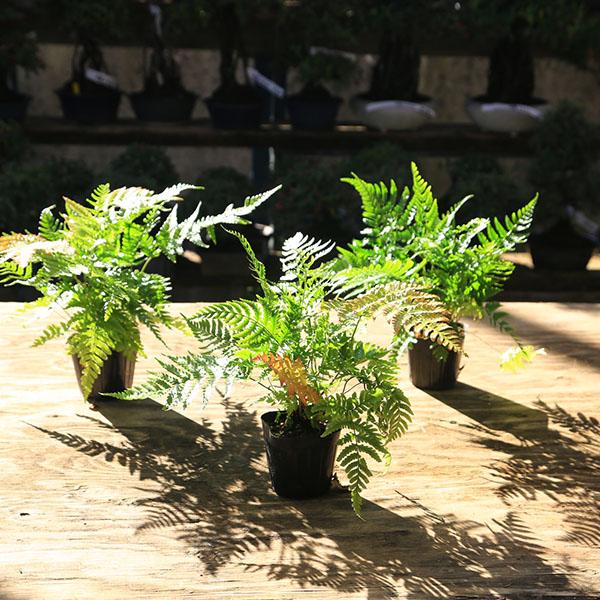 ベニシダ撮影日：11月＊3ポットでのお届けとなります。＊数量ものの為、写真と形状が異なる場合がございます。＊季節により状態は異なります。ポットの材質などは予告なく変更される場合がございます。サイズ鉢径：約9ｃｍ　樹高：12ｃｍ