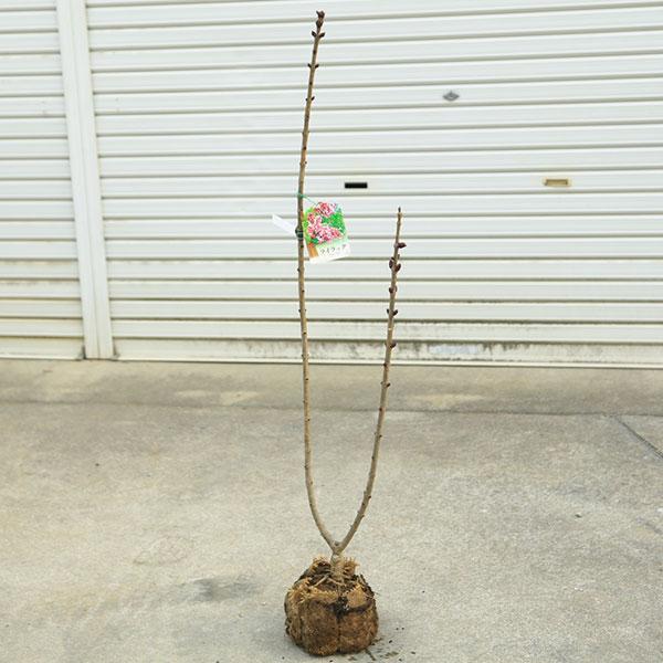 樹種：ライラック撮影日：2月落葉高木樹4-5月に美しいお花を咲かせます。芳香木としても利用されることが多く耐寒性が強く庭植えとしても人気が高いです。＊数量物商品となりますので、枝振りなどは異なる場合がございます。＊北海道、沖縄、離島への配送...