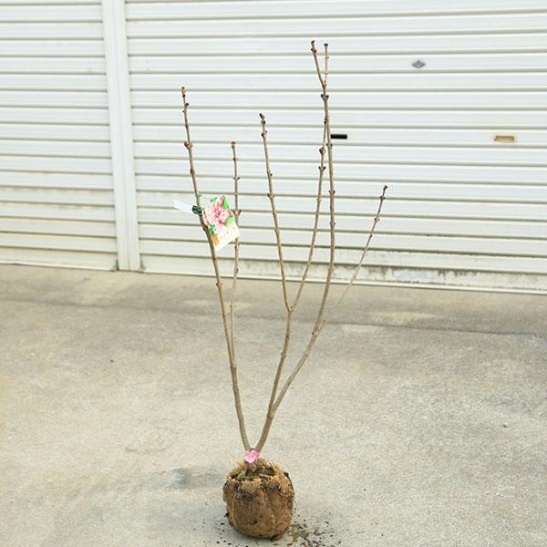 樹種：ライラック撮影日：2月落葉高木樹4-5月に美しいお花を咲かせます。芳香木としても利用されることが多く耐寒性が強く庭植えとしても人気が高いです。＊数量物商品となりますので、枝振りなどは異なる場合がございます。＊北海道、沖縄、離島への配送...