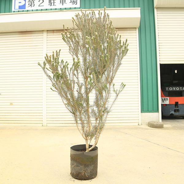 樹種：カロタムス・ダスティーグレー撮影日：2月常緑高木樹<br />ブラシの木（カリステモン）の仲間で、柔らかな枝葉が特徴的な品種です。<br />初夏には枝の半分から羽のように花が咲きます。<br />...