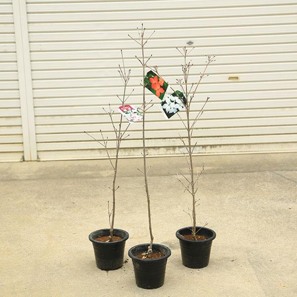 撮影日：2月＊数量ものの為、写真と形状が異なる場合がございます。＊季節により状態は異なります。サイズポット：15ｃｍ　樹高：90-100ｃｍ(撮影時)排水と日当たりのよい場所に植えてください。土の表面が乾いたらたっぷりと水を与えるようにしま...