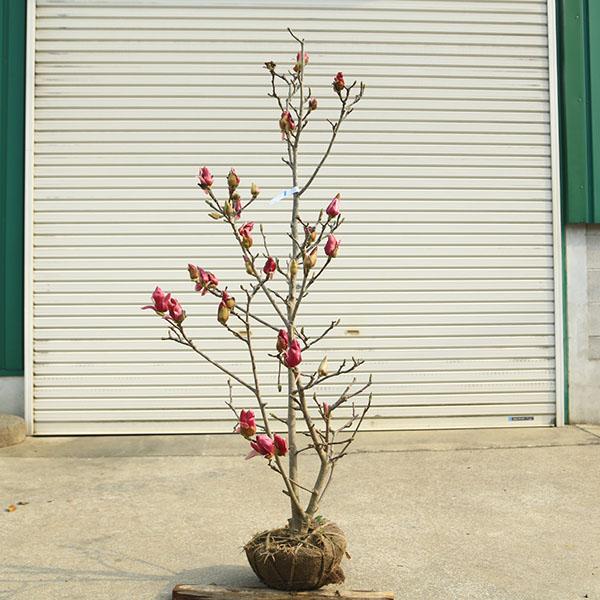 樹種：錦木蓮落葉高木樹ハクモクレンと紫モクレンの交雑種で、花の裏の白色と花表の紫色のコントラストが美しい品種です。＊写真の現品商品となります。＊季節により状態は異なります。＊ポットもしくは根巻でのお届けとなります。サイズ鉢径：約30ｃｍ　樹...