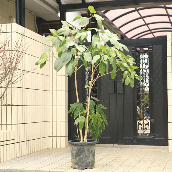 撮影日：2月＊写真の現品商品のお届けとなります。＊ポットの材質、サイズは多少異なる場合がございます。＊季節により状態は異なります。サイズポット径：約30ｃｍ　樹高：約150ｃｍ　全高：約170ｃｍ・置き場所基本的に屋外です。・水やり土の表面...