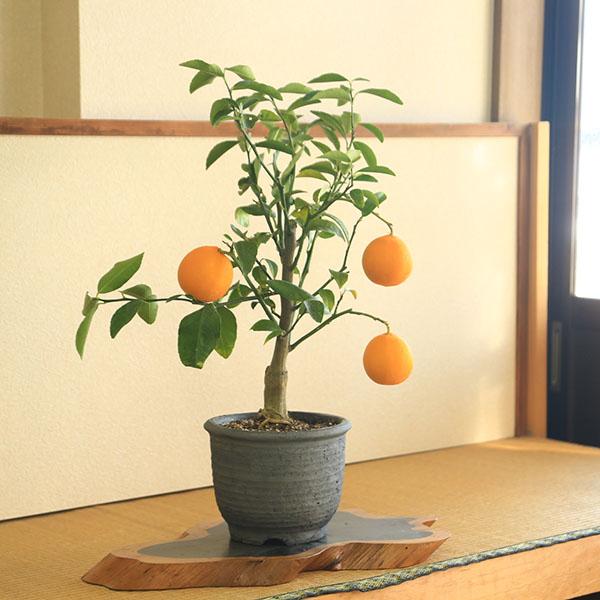 トゲなしレモンの育てやすい品種。香りと酸味のバランスがよい品種です。一本でも実がなります。鉢は素焼きをいぶしたごつごつとした岩のような肌触りで、通気性、排水性に優れ、植物にとてもやさしい香川県の伝統工芸鉢の一種です。撮影日：6月　＊数量物商...