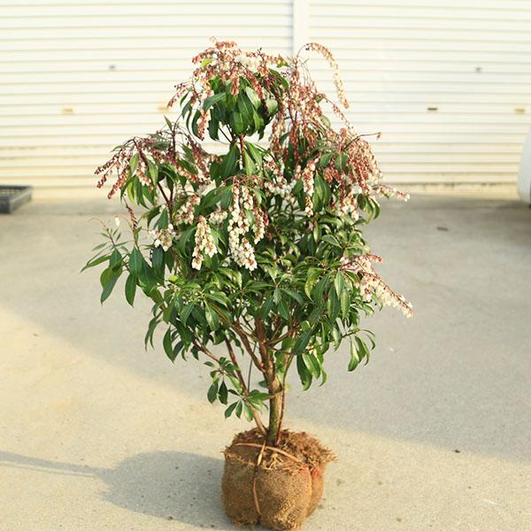 白花アセビ（馬酔木）撮影日：3月＊数量ものの為、写真と形状が異なる場合がございます。＊季節により状態は異なります。根巻やポットの材質などは予告なく変更される場合がございます。サイズ鉢径：約17ｃｍ　樹高：50ｃｍ　幅：約30ｃｍ