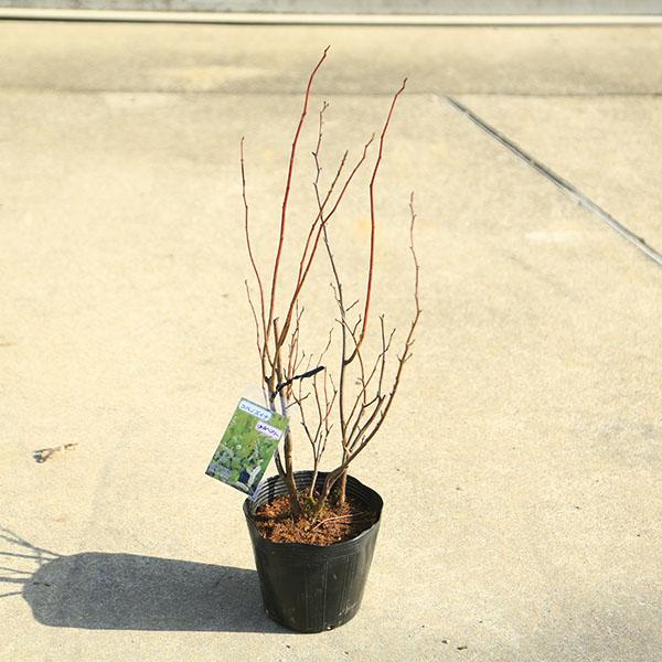 庭木苗・植木苗：コバノズイナ（リトルヘンリー）撮影日：3月＊数量物の為、写真と形状が異なる場合がございます。＊季節により状態は異なります。ポットの材質などは予告なく変更される場合がございます。サイズポット：約15ｃｍ　樹高：50ｃｍ　幅：24ｃｍ