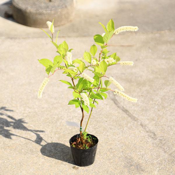 庭木苗・植木苗：コバノズイナ（リトルヘンリー）撮影日：5月＊数量物の為、写真と形状が異なる場合がございます。＊季節により状態は異なります。ポットの材質などは予告なく変更される場合がございます。サイズポット：約10ｃｍ　樹高：30ｃｍ　幅：10ｃｍ