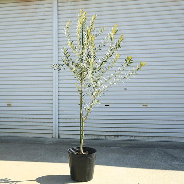 葉の表と裏でコントラストが強く風で揺らぐ姿が美しい品種。樹形が直立性で整いやすく、オリーブ初心者の方でも安心の人気品種です。＊写真の現品商品となります。サイズポット：約30ｃｍ　樹高：約150ｃｍ　全高：約170ｃｍ　幅：約70ｃｍ・置き場...