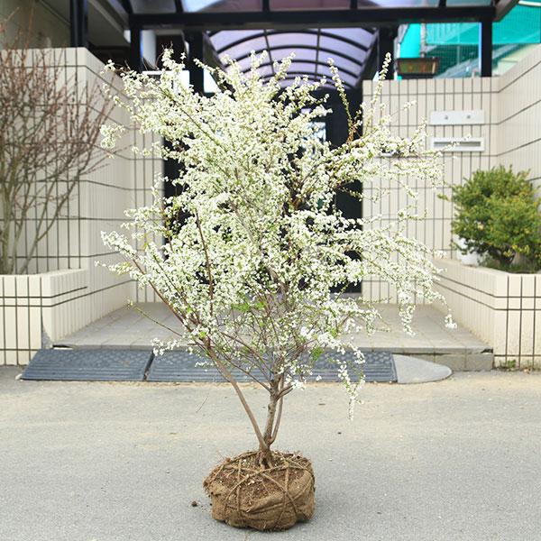 ユキヤナギ撮影日：11月＊数量ものの為、写真と形状が異なる場合がございます。＊季節により状態は異なります。根巻やポットの材質などは予告なく変更される場合がございます。サイズ根巻：約28ｃｍ　樹高：100-120ｃｍ　幅：約60ｃｍ