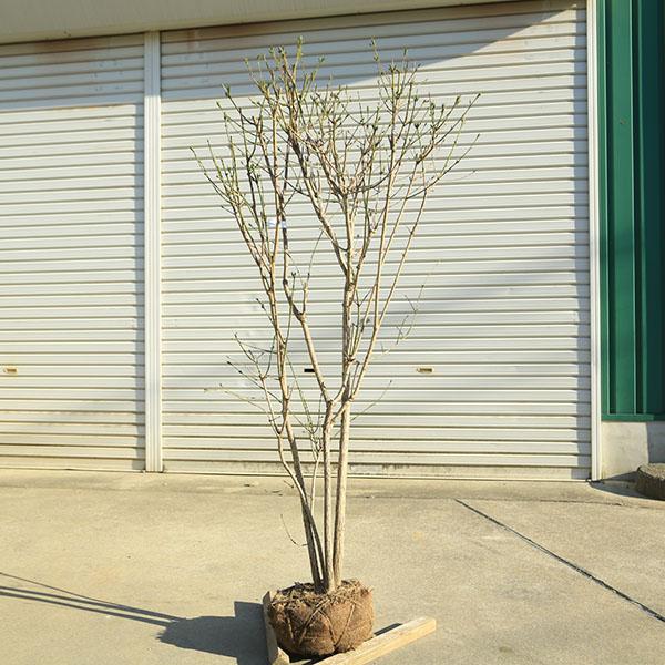 撮影日：3月＊写真の現品限りとなります。＊季節により状態は異なります。サイズ根巻：約26ｃｍ　樹高：160ｃｍ　幅：約60ｃｍ