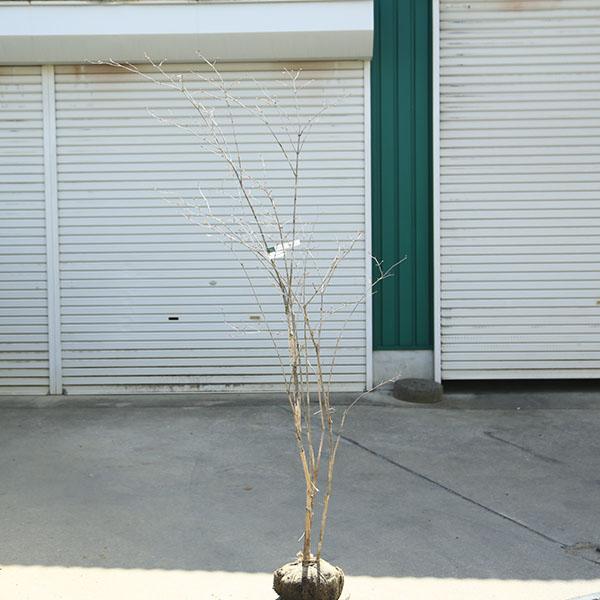 スイカズラ科　落葉低木　ウグイスノキ撮影日：3月春になるとラッパ状の小さなお花が咲きます。枝が密に出てやわらかく広がります。＊写真の現品商品のお届けとなります。＊季節により状態は異なります。＊ポットに植え替えてお届けとなる場合がございます。...